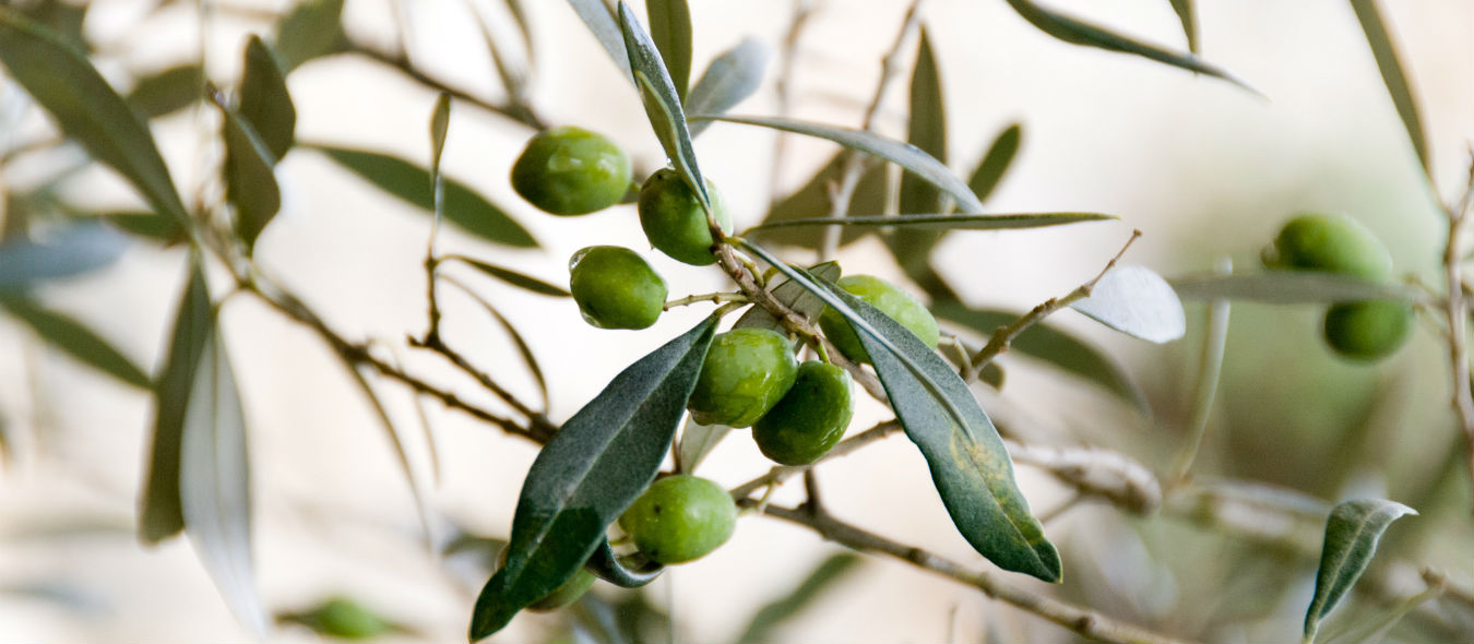 Olive Leaf Health